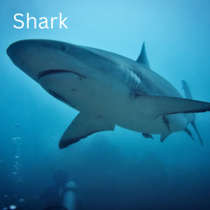 Fun Facts About Sea Animals For Kids