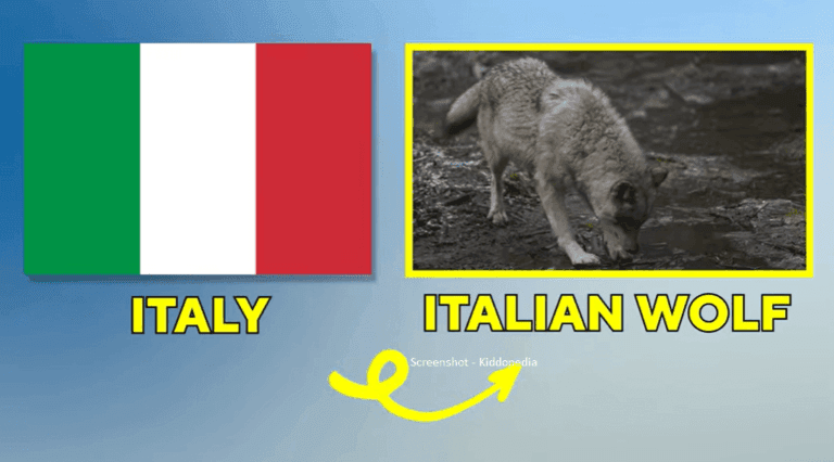 National Flags And National Animals Of 68 Countries | Simply Life Tips