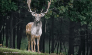 Hoofed Animals For Kids: Cloven Feet And Majestic Adventures | Simply ...
