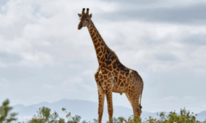 Hoofed Animals For Kids: Cloven Feet And Majestic Adventures | Simply ...