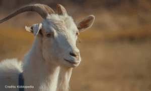 Hoofed Animals For Kids: Cloven Feet And Majestic Adventures | Simply ...