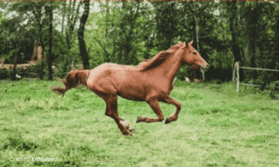 Hoofed Animals For Kids: Cloven Feet And Majestic Adventures | Simply ...