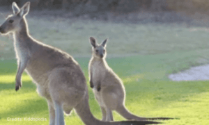 Hoofed Animals For Kids: Cloven Feet And Majestic Adventures | Simply ...