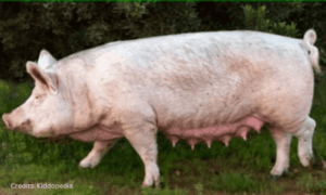 Hoofed Animals For Kids: Cloven Feet And Majestic Adventures | Simply ...