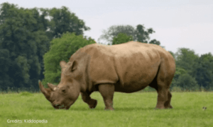 Hoofed Animals For Kids: Cloven Feet And Majestic Adventures | Simply ...