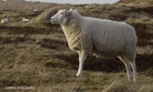 Hoofed Animals For Kids: Cloven Feet And Majestic Adventures | Simply ...