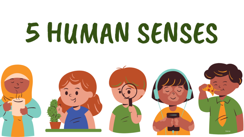 5 Human Senses: Learn The Importance And Functions - Simply Life Tips